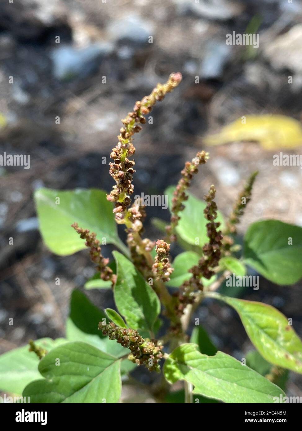 green amaranth (Amaranthus viridis) Plantae Stock Photo - Alamy