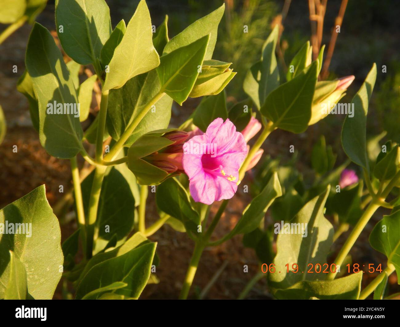 Colorado Four o'Clock (Mirabilis multiflora) Plantae Stock Photo - Alamy