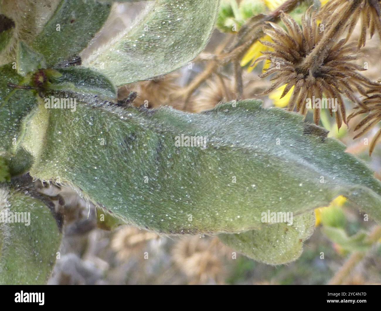 Telegraphweed (Heterotheca grandiflora) Plantae Stock Photo - Alamy