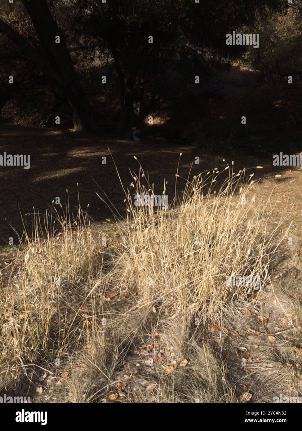 harding grass (Phalaris aquatica) Plantae Stock Photo - Alamy