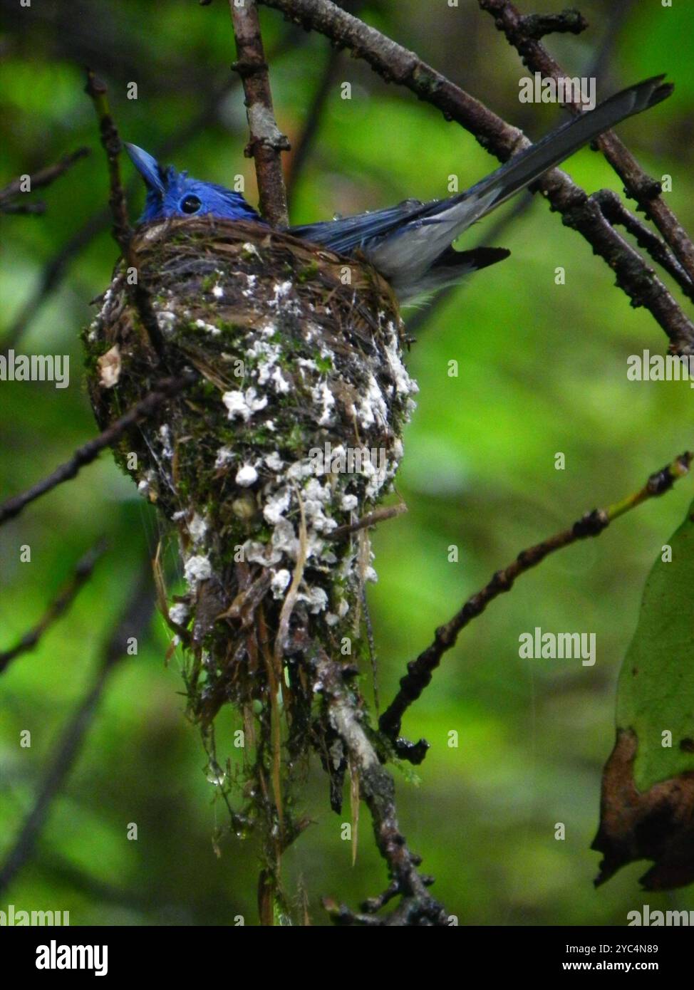 Black-naped Monarch (Hypothymis azurea) Aves Stock Photo - Alamy
