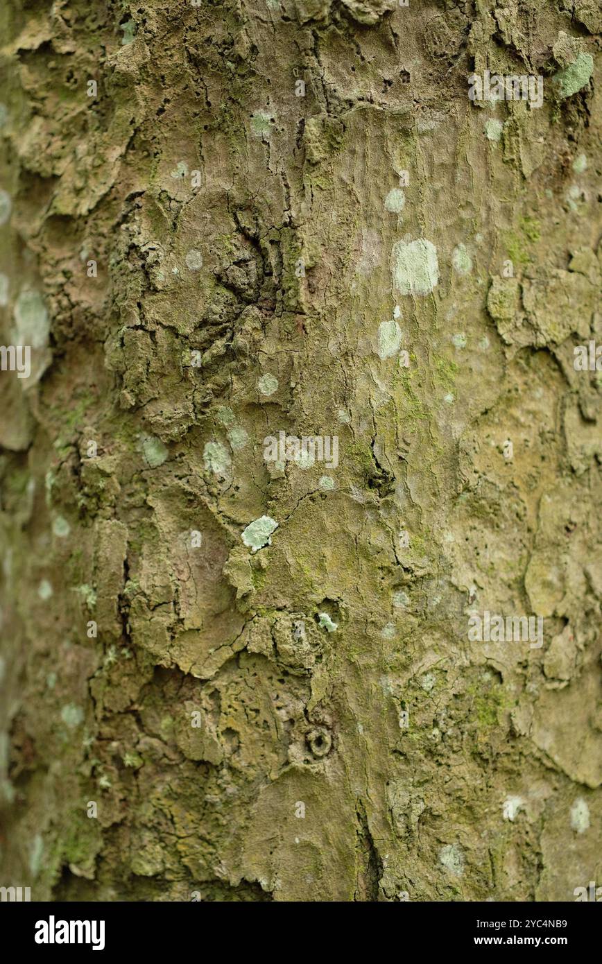 Tree texture, wood texture. Mossy cracked wood texture Stock Photo - Alamy