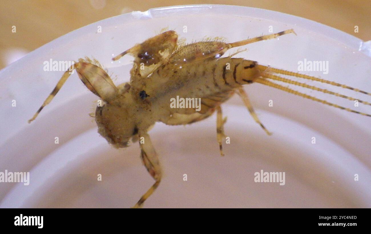 Modest Flat-headed Mayfly (Maccaffertium modestum) Insecta Stock Photo ...