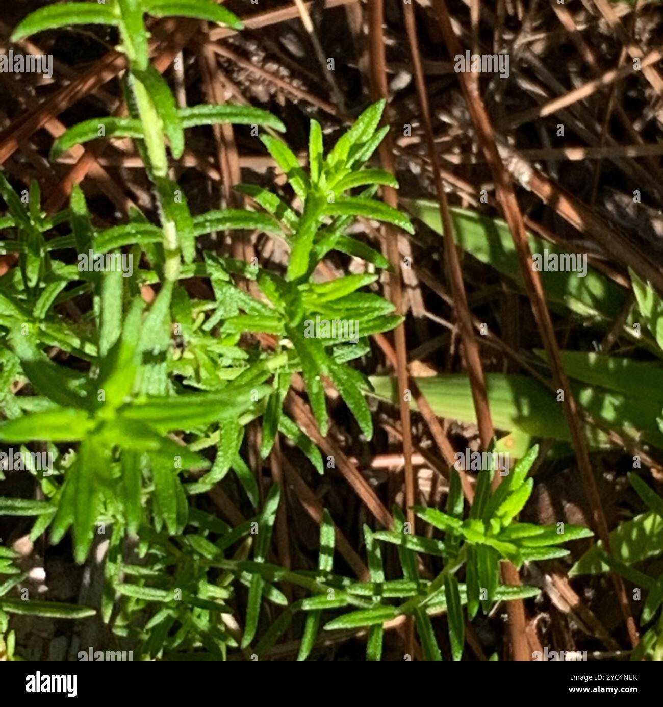 Florida pennyroyal (Piloblephis rigida) Plantae Stock Photo - Alamy