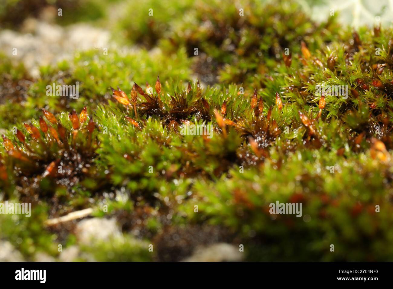 Anomalous Bristle-moss (Orthotrichum anomalum) Plantae Stock Photo - Alamy
