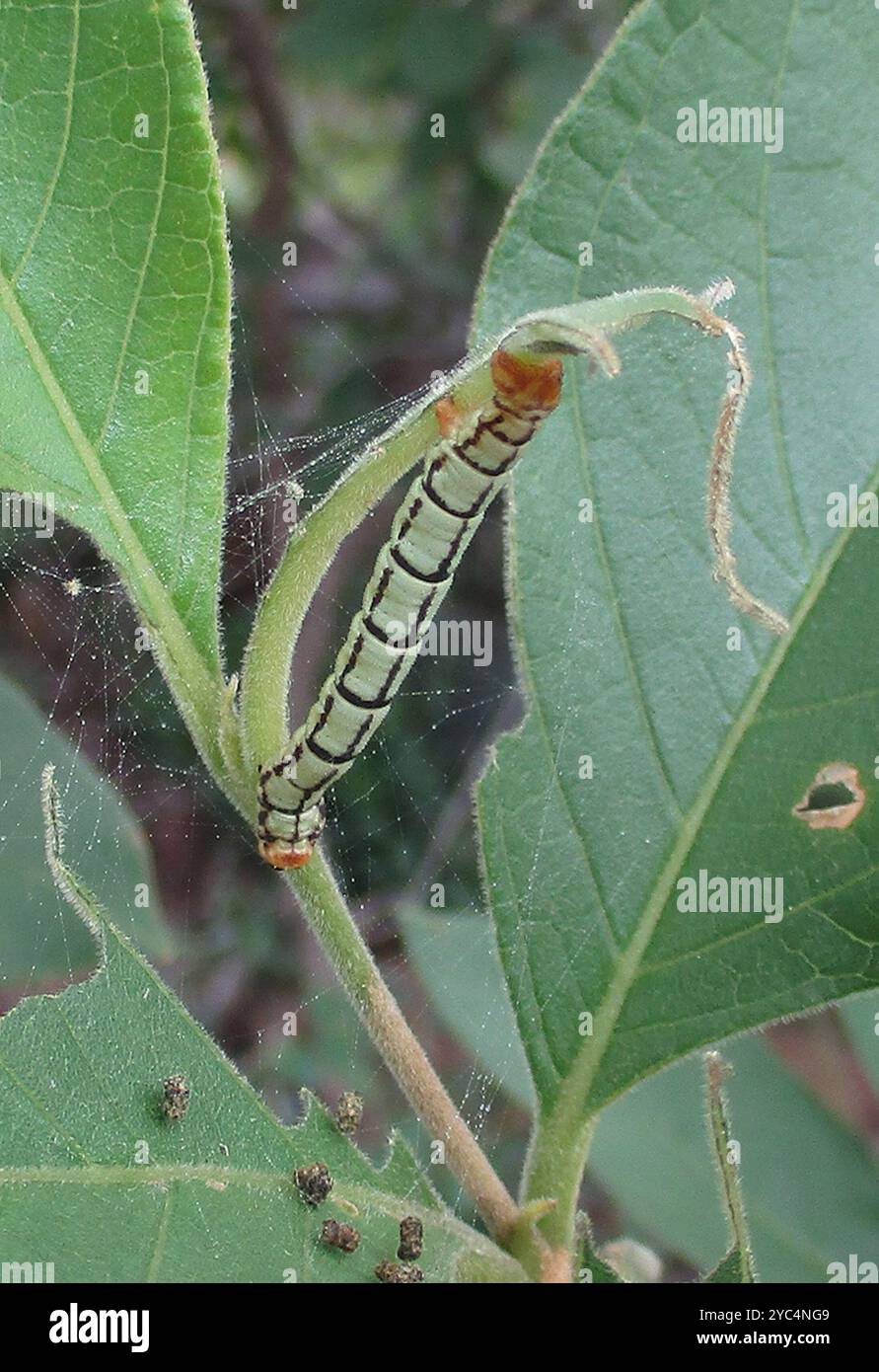 Geometer Moths (Geometridae) Insecta Stock Photo - Alamy