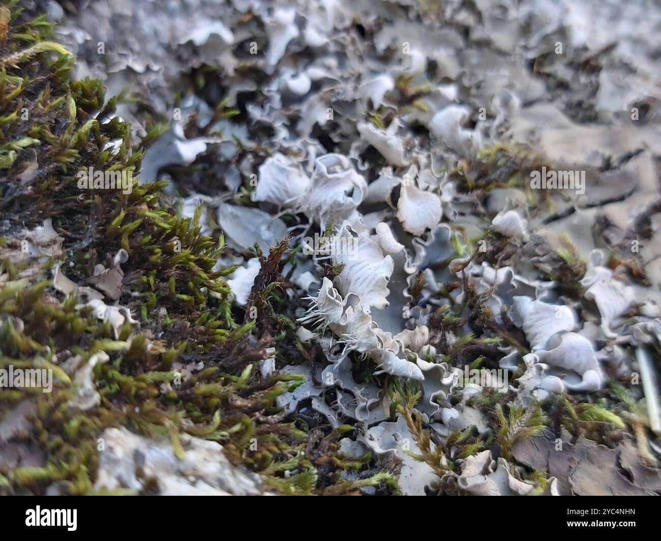 pelt lichens (Peltigera) Fungi Stock Photo - Alamy