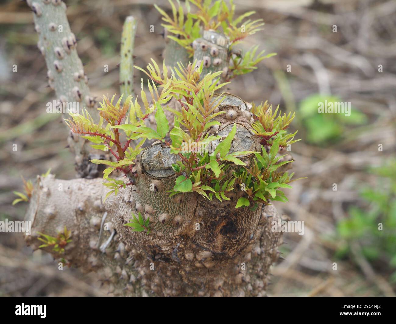 Japanese Prickly Ash (Zanthoxylum ailanthoides) Plantae Stock Photo - Alamy
