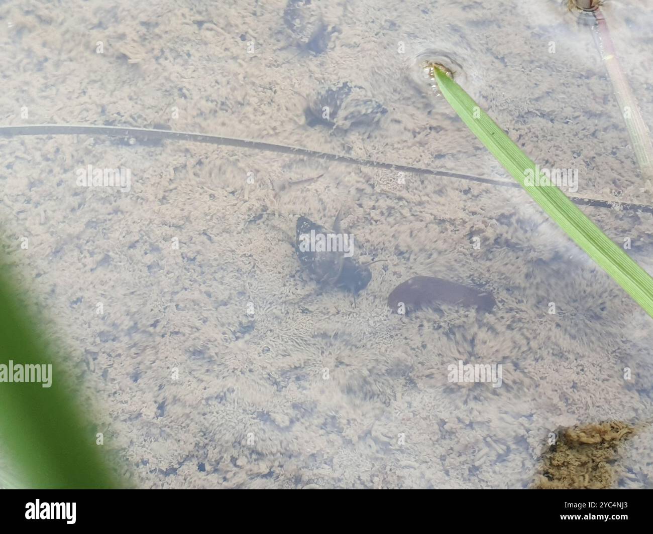 Acute Bladder Snail (Physella acuta) Mollusca Stock Photo - Alamy