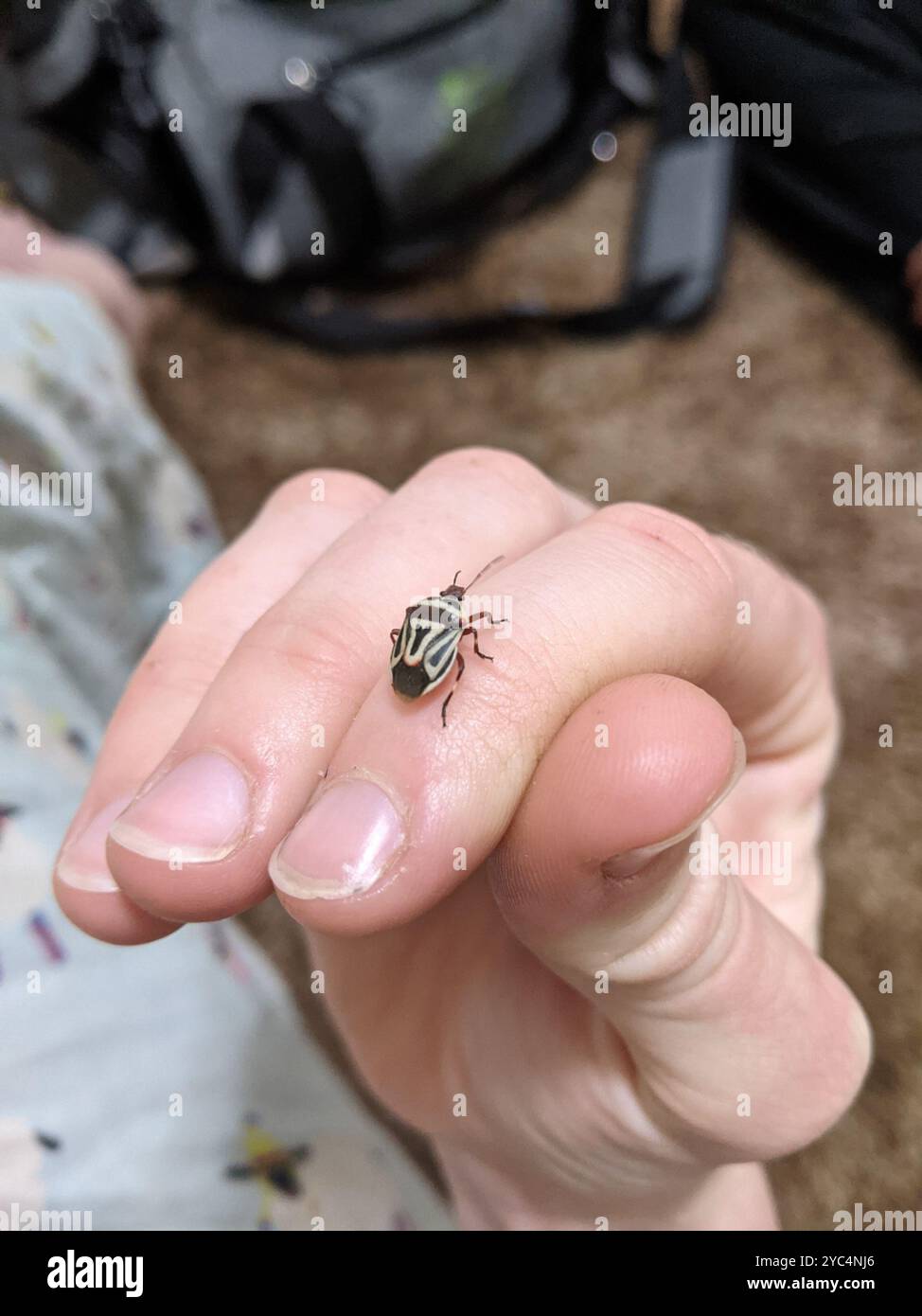 Two-spotted Stink Bug (Perillus bioculatus) Insecta Stock Photo - Alamy