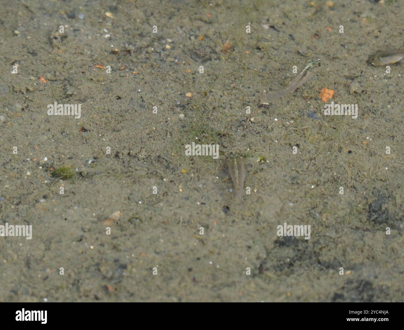 Western Mosquitofish (Gambusia affinis) Actinopterygii Stock Photo - Alamy