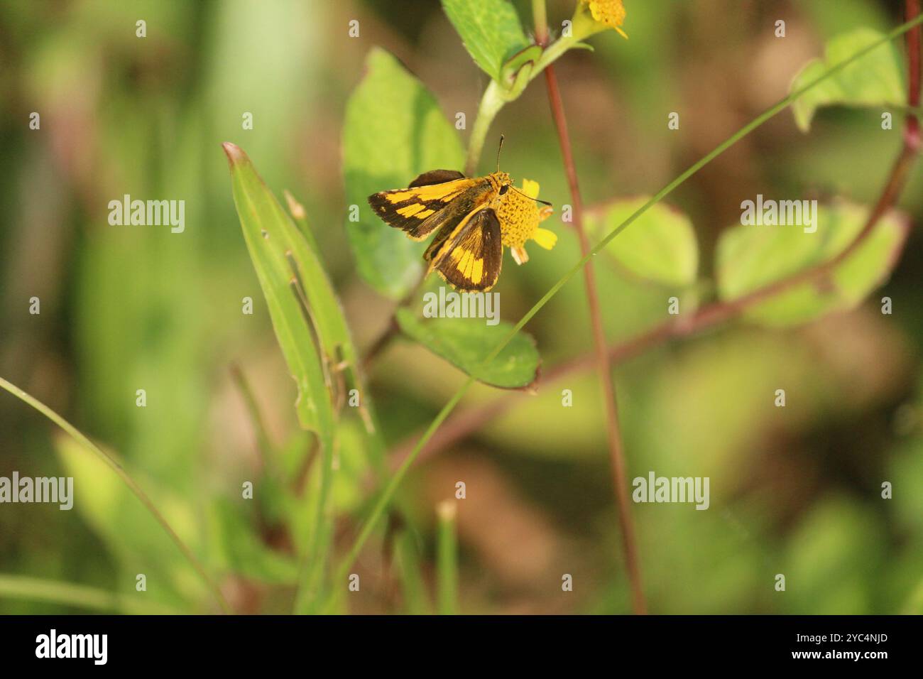 Common Bush Hopper (Ampittia dioscorides) Insecta Stock Photo - Alamy