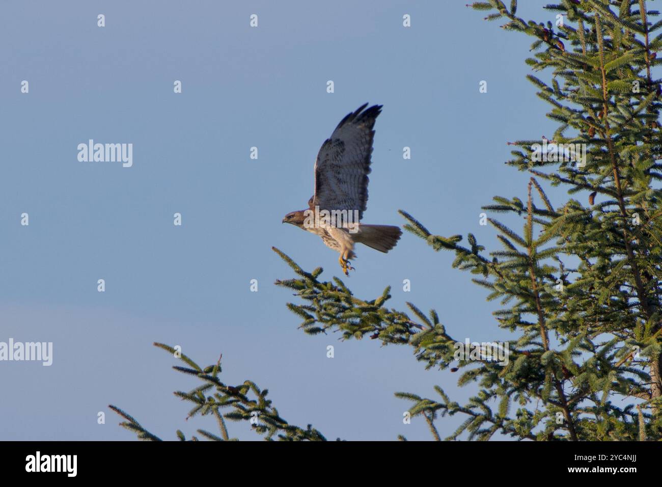 Western Red-tailed Hawk (Buteo jamaicensis calurus) Aves Stock Photo ...