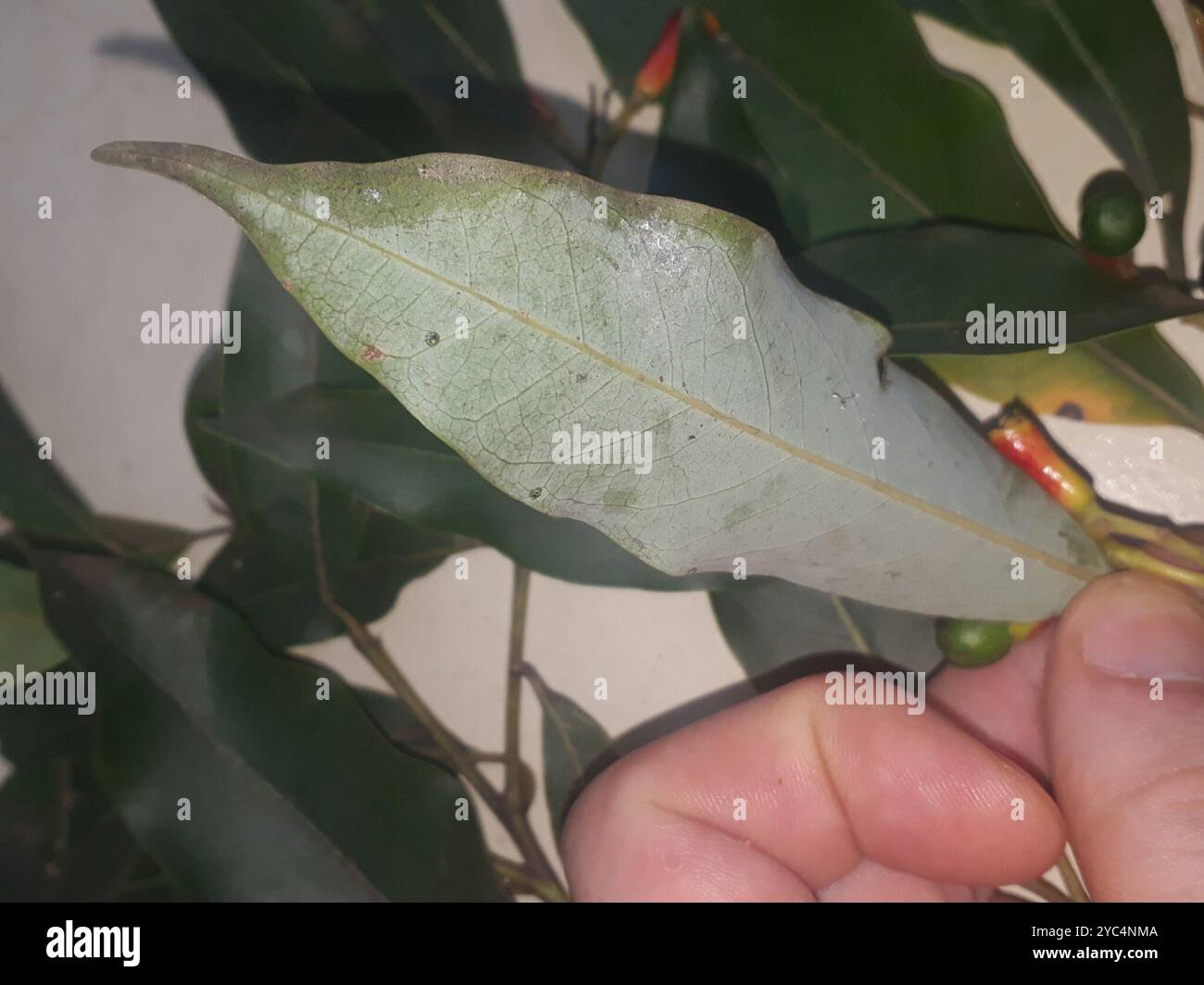 (Ocotea puberula) Plantae Stock Photo - Alamy