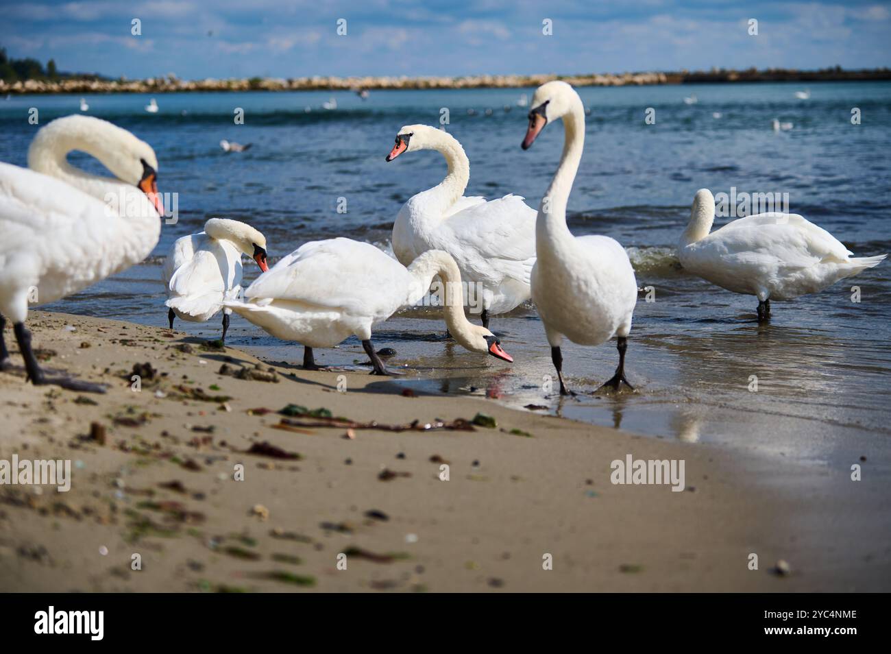 Elegant swans standing on a sandy beach near the water. These graceful ...