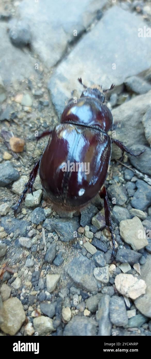 Ox Beetles (Strategus) Insecta Stock Photo - Alamy
