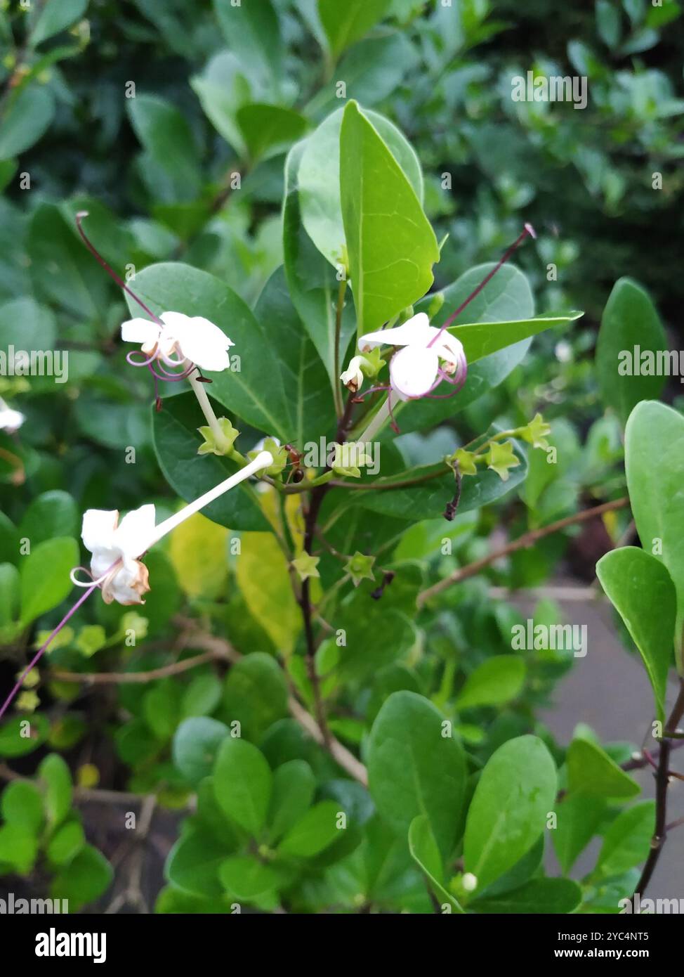 scrambling clerodendrum (Volkameria inermis) Plantae Stock Photo - Alamy