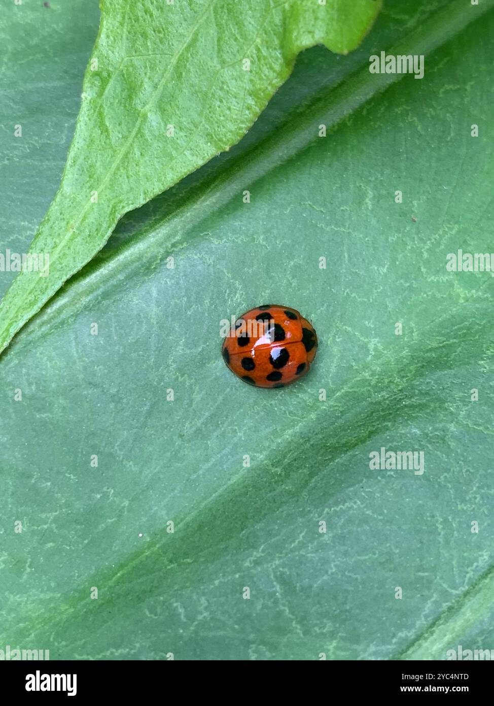Greater Asian Lady Beetle (Harmonia dimidiata) Insecta Stock Photo - Alamy