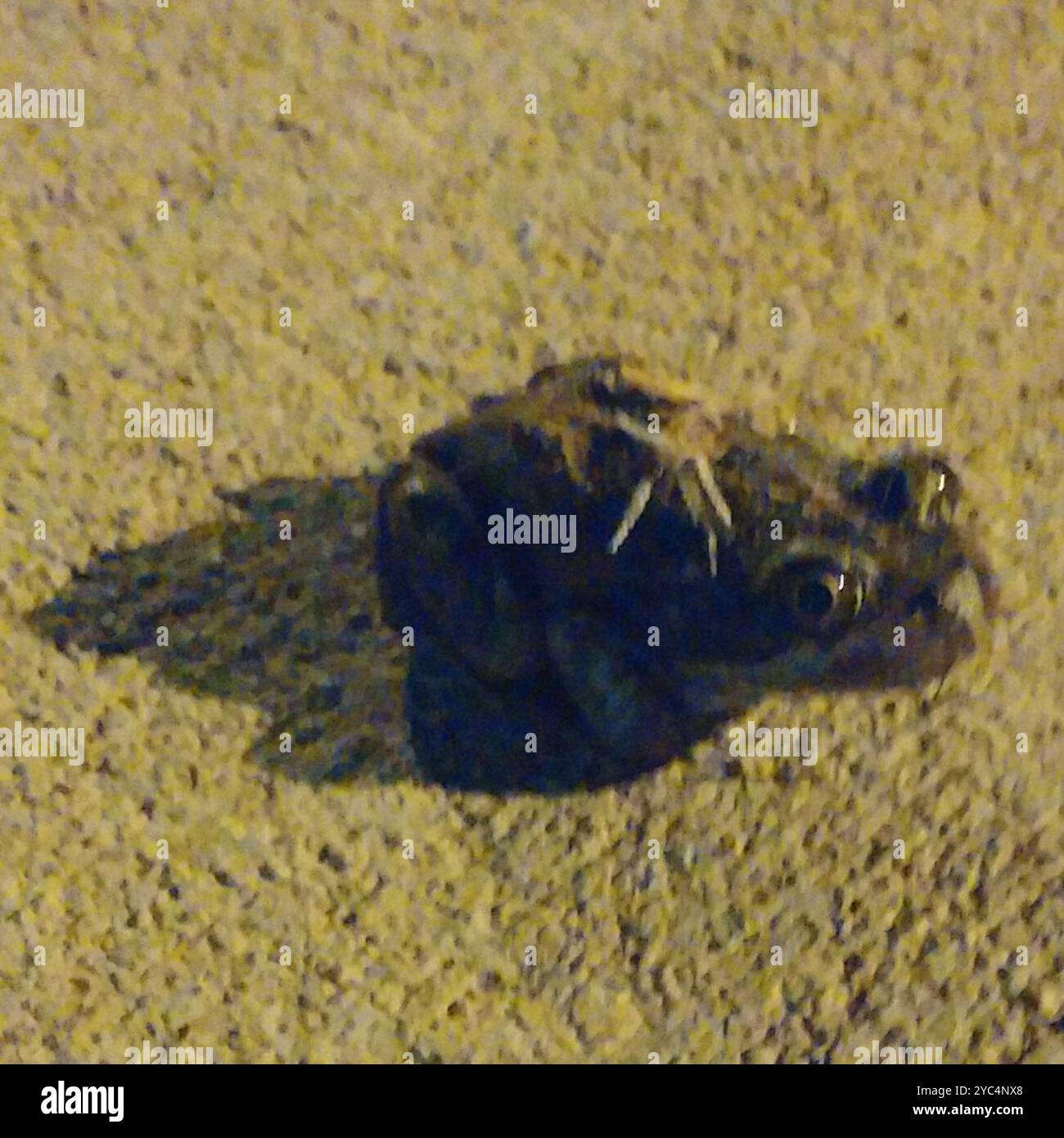 Foam nesting frogs hi-res stock photography and images - Alamy