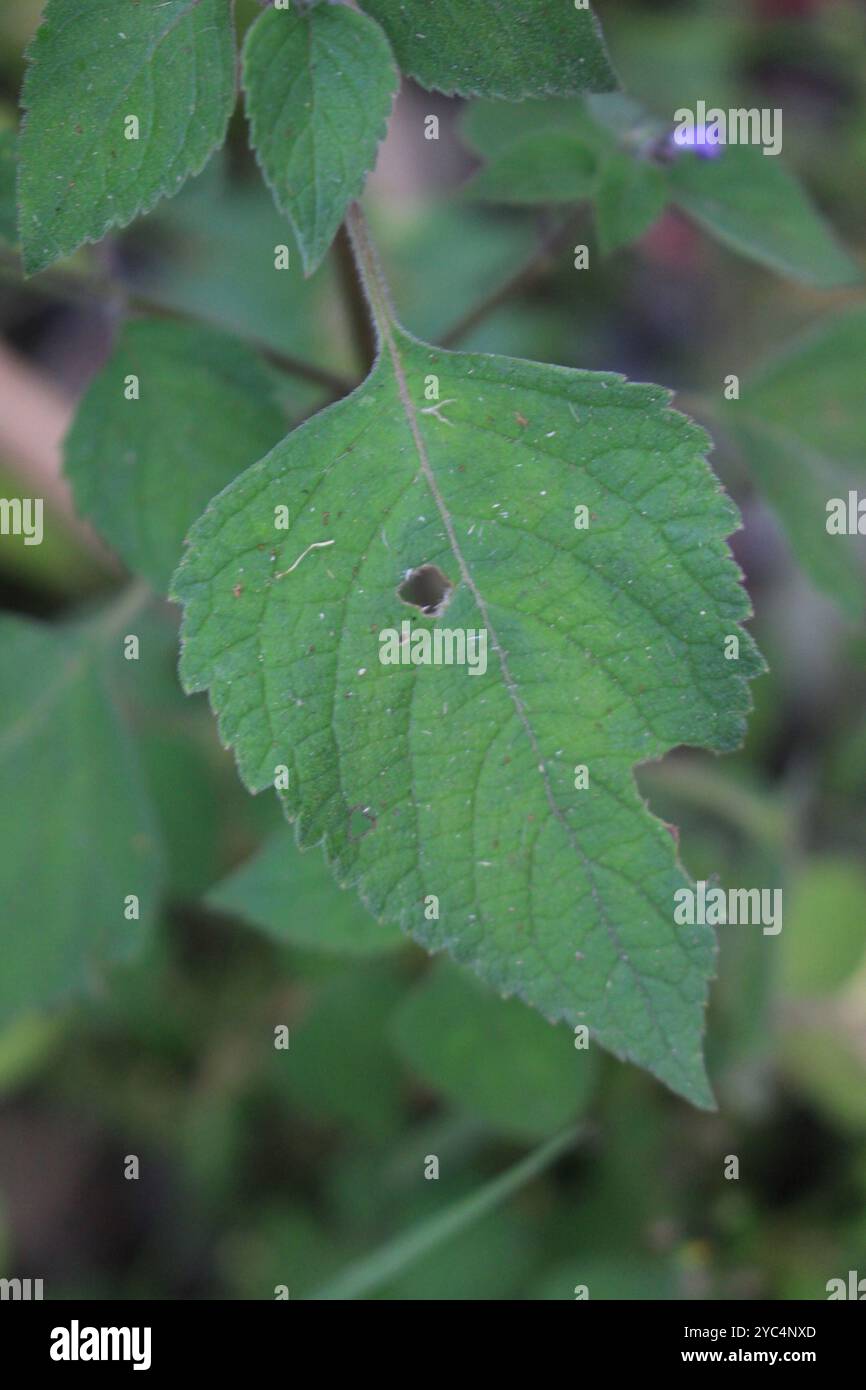 Tropical Bushmint (Hyptis mutabilis) Plantae Stock Photo - Alamy