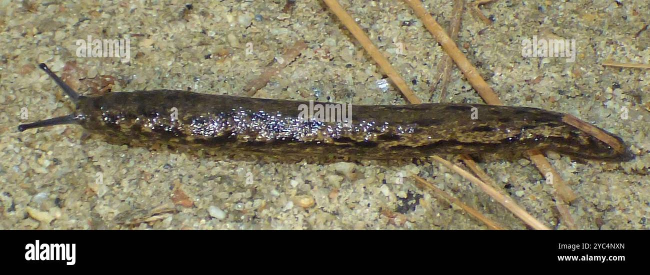 Changeable Mantleslug (Megapallifera mutabilis) Mollusca Stock Photo ...