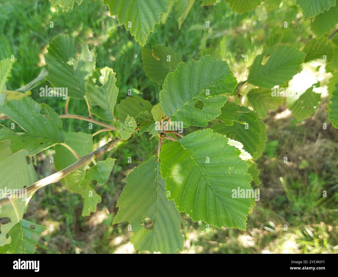 grey alder (Alnus incana) Plantae Stock Photo - Alamy