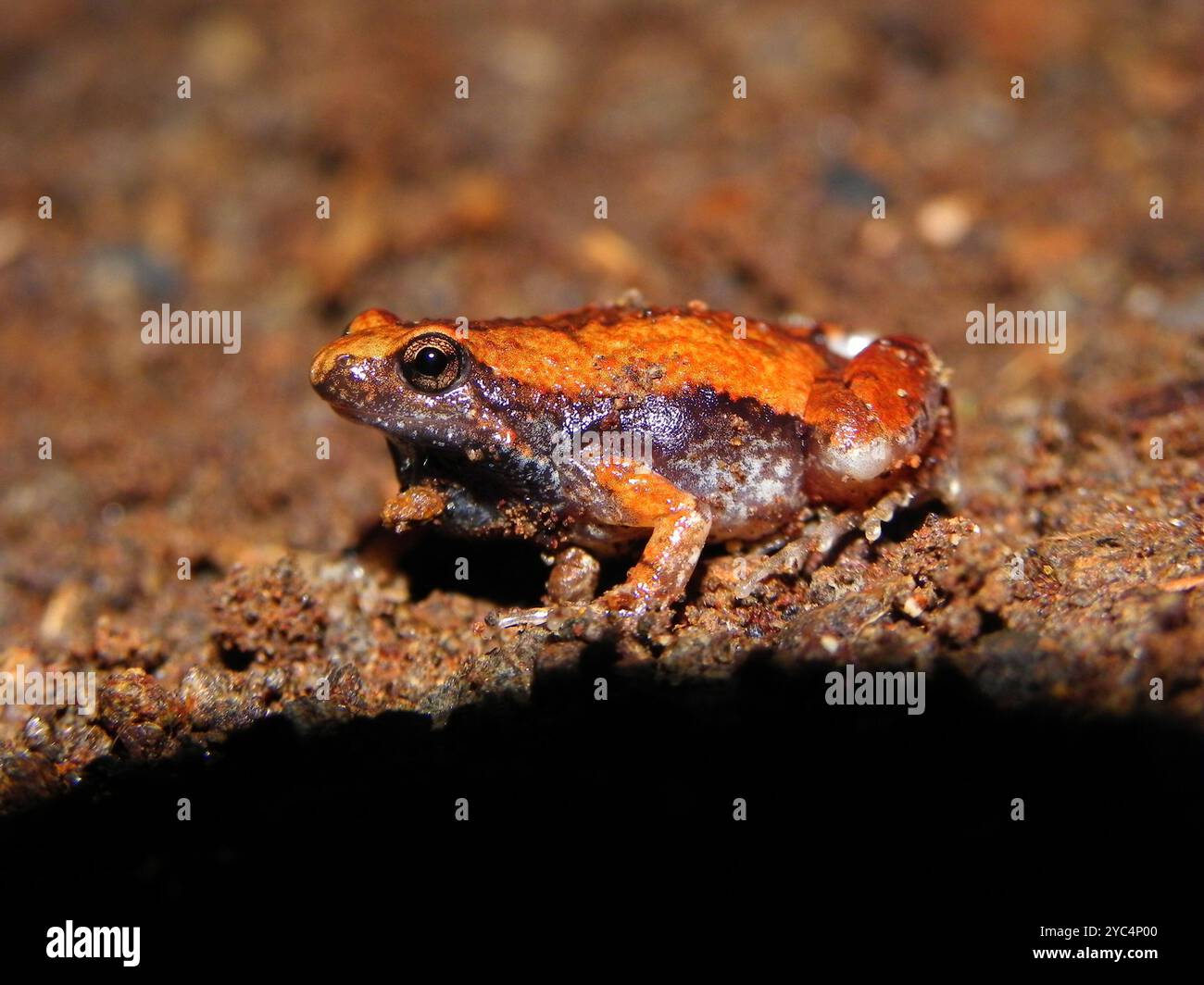 Rice Frogs (Microhyla) Amphibia Stock Photo - Alamy