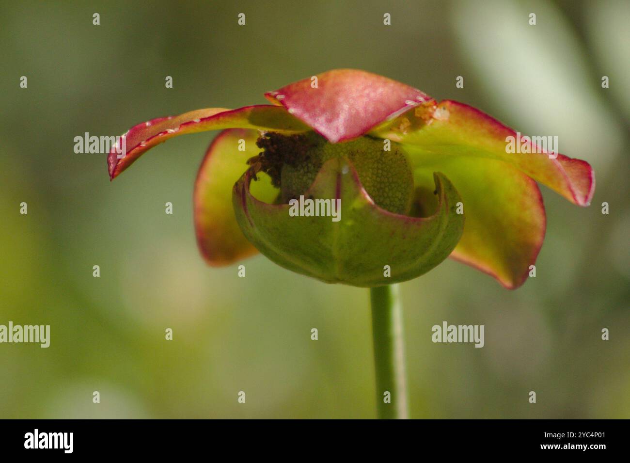 northern purple pitcher plant (Sarracenia purpurea purpurea) Plantae ...