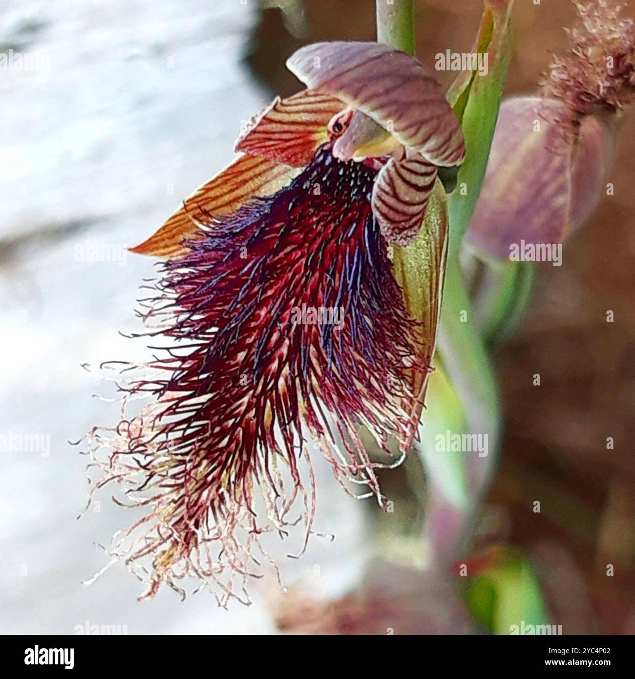 Purple Beard Orchid (Calochilus robertsonii) Plantae Stock Photo - Alamy