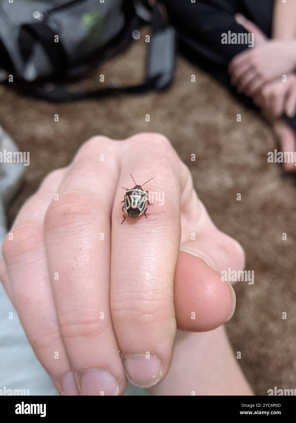 Two-spotted Stink Bug (Perillus bioculatus) Insecta Stock Photo - Alamy
