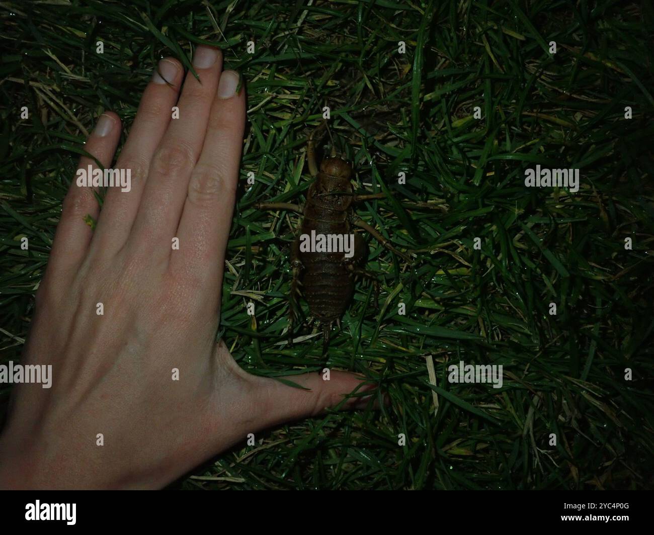 Cook Strait Giant Weta (Deinacrida rugosa) Insecta Stock Photo - Alamy