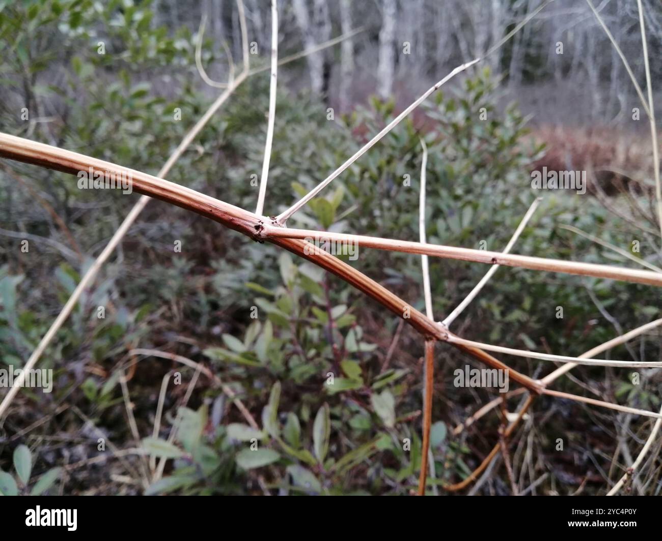 swamp loosestrife (Decodon verticillatus) Plantae Stock Photo - Alamy