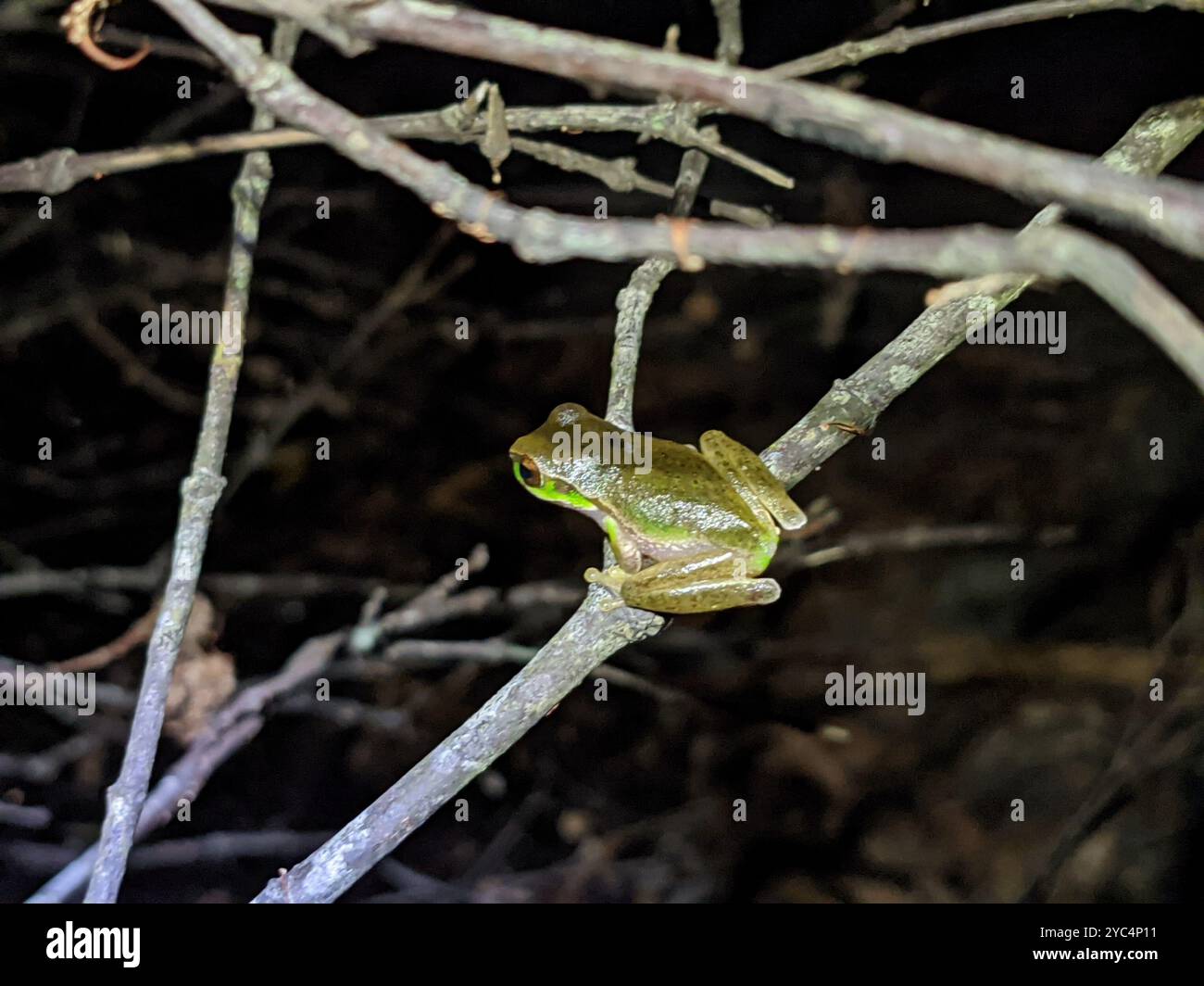 Cascade Stream Frog (Ranoidea pearsoniana) Amphibia Stock Photo - Alamy