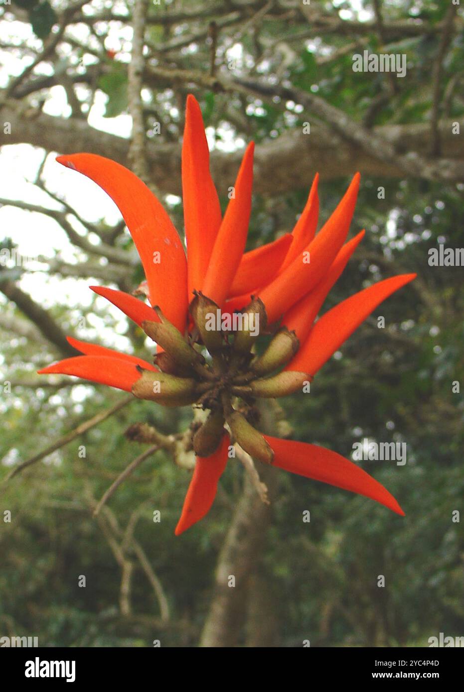 Common Coral Tree (Erythrina lysistemon) Plantae Stock Photo - Alamy