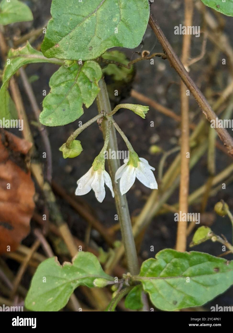nightshades (Solanum) Plantae Stock Photo - Alamy