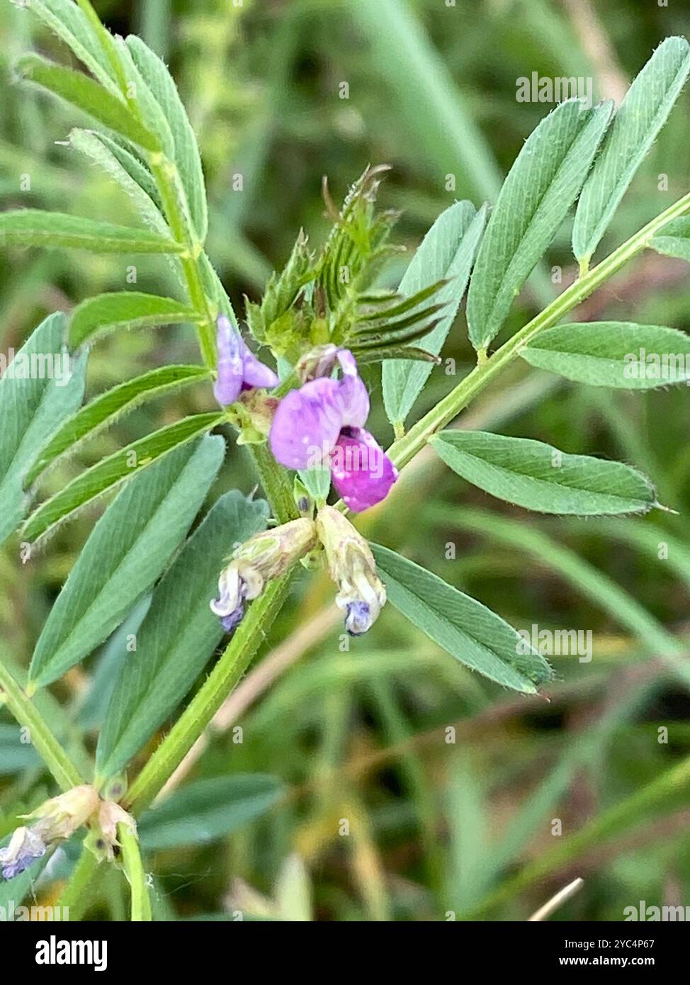 Common Vetch (Vicia sativa) Plantae Stock Photo - Alamy