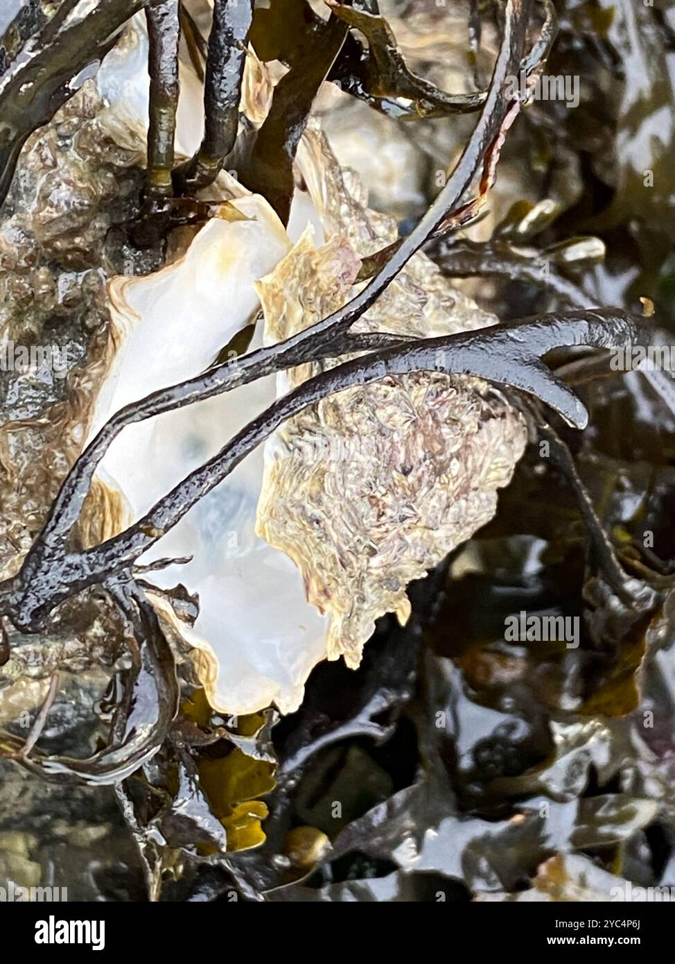 Pacific Oyster (Magallana gigas) Mollusca Stock Photo - Alamy