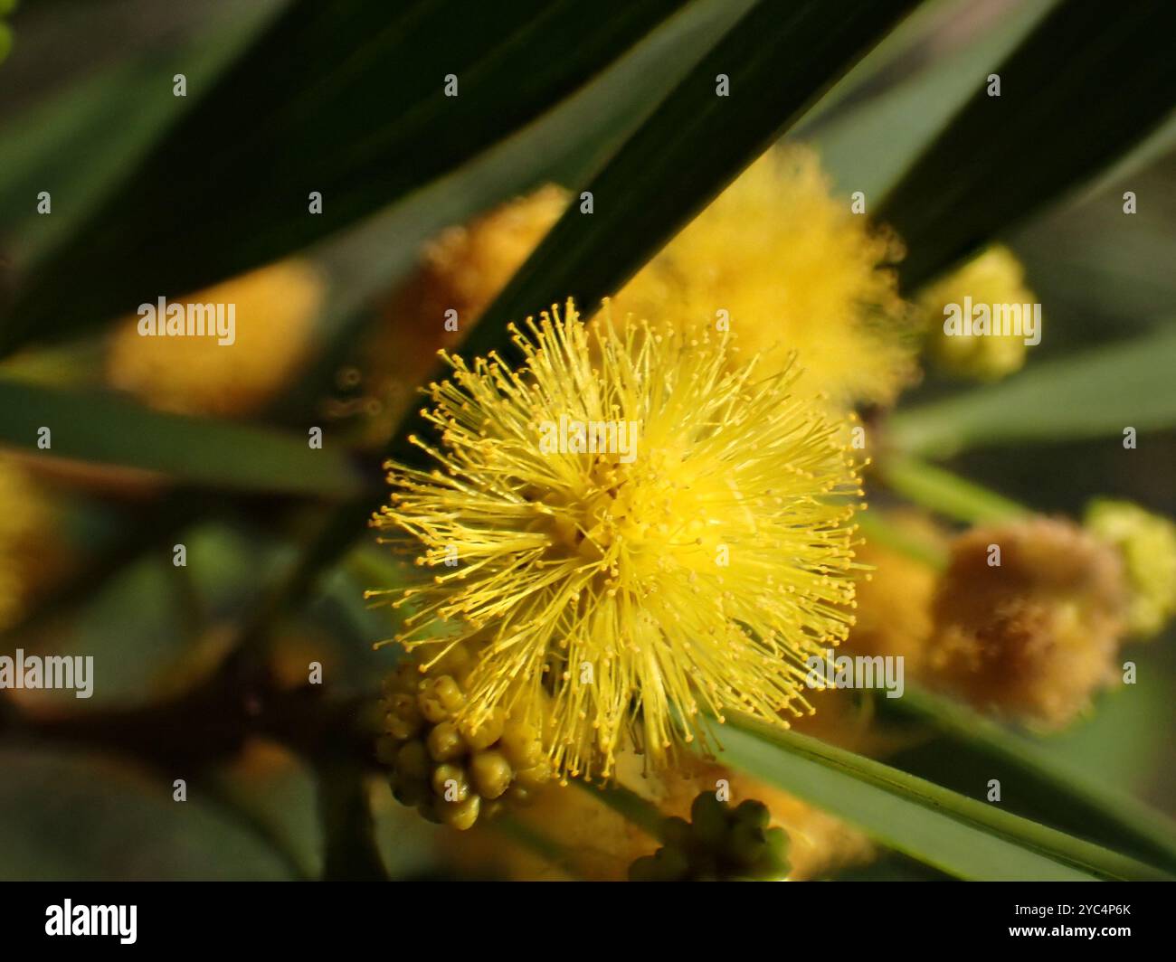 Acacia confusa hi-res stock photography and images - Alamy