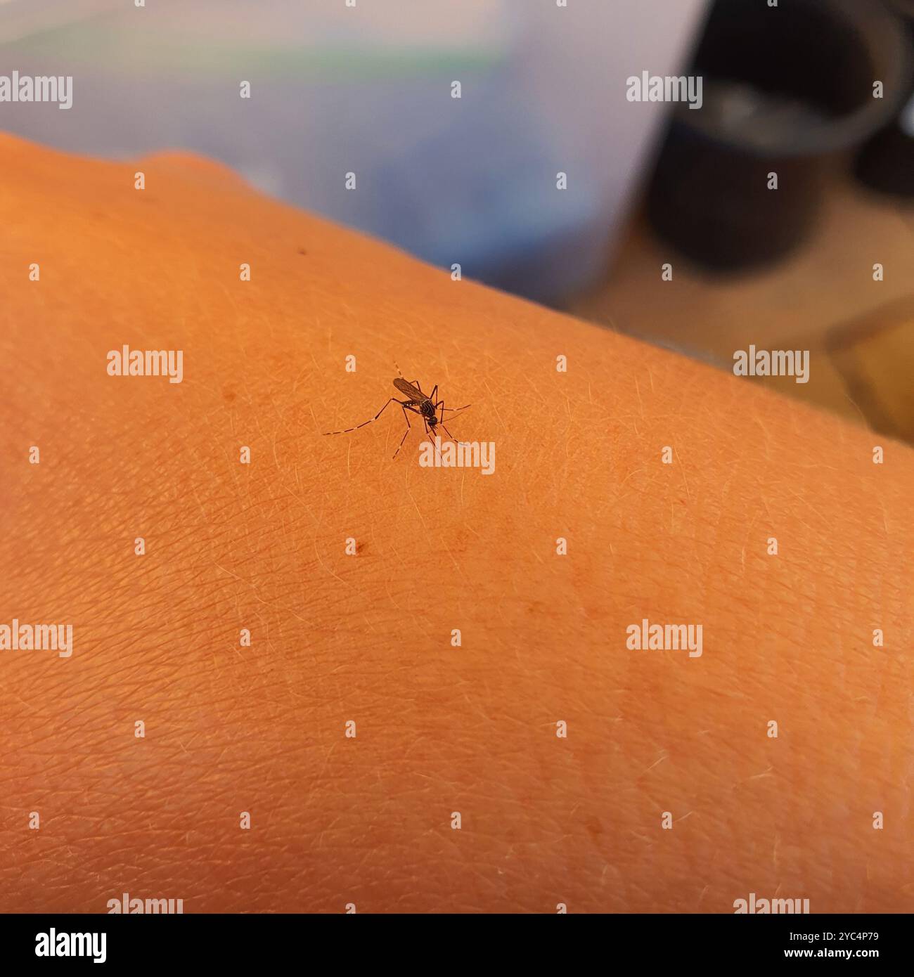 Striped Mosquito (Aedes notoscriptus) Insecta Stock Photo - Alamy