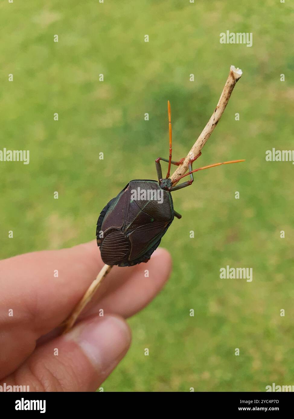 Bronze Orange Bug (Musgraveia sulciventris) Insecta Stock Photo - Alamy
