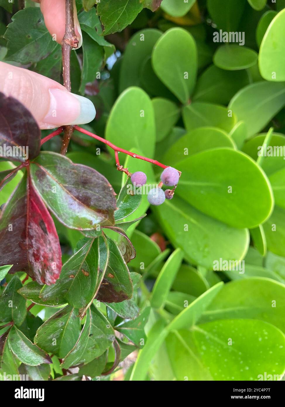 Virginia creeper (Parthenocissus quinquefolia) Plantae Stock Photo - Alamy