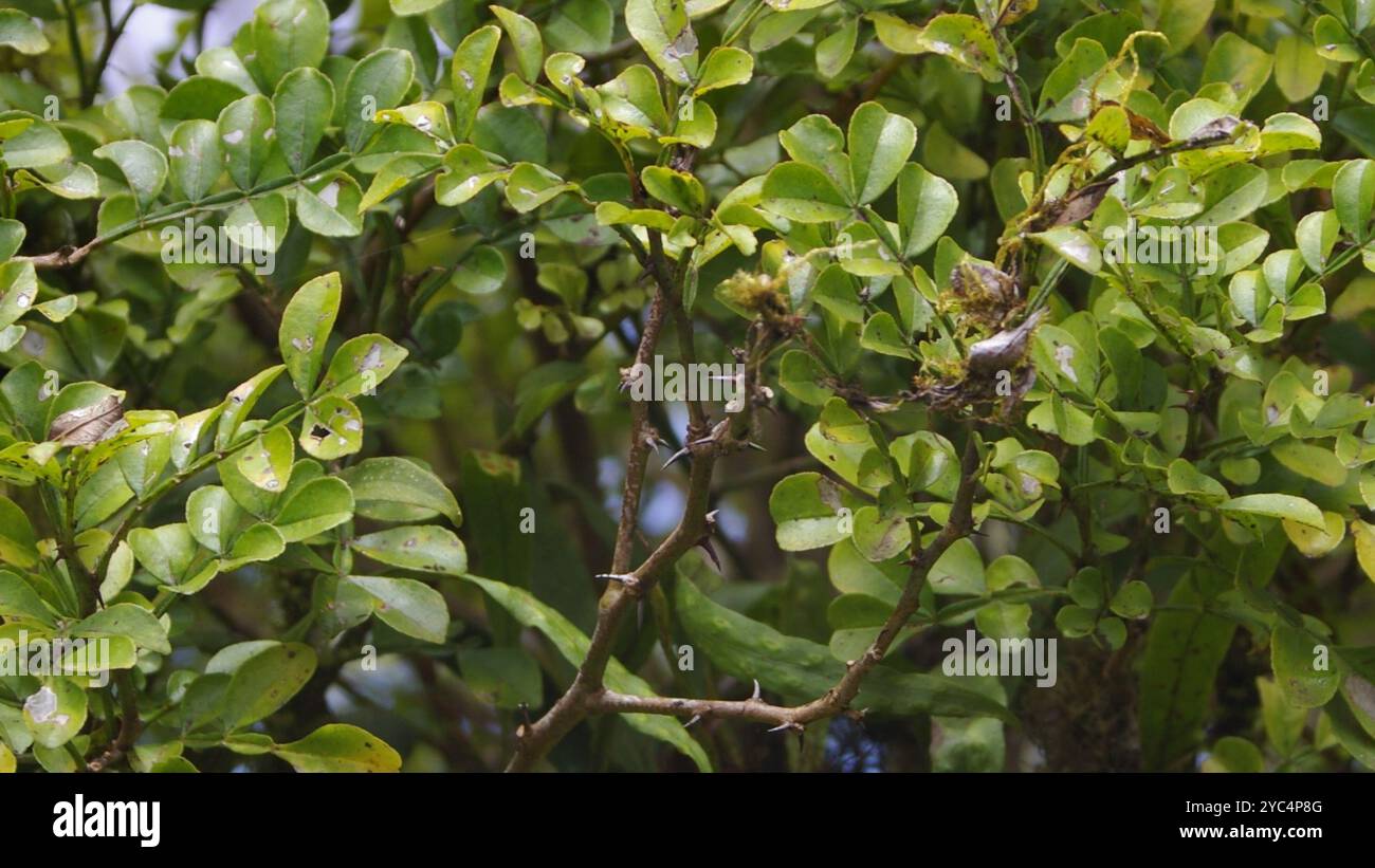 Lime Prickly-ash (Zanthoxylum fagara) Plantae Stock Photo - Alamy