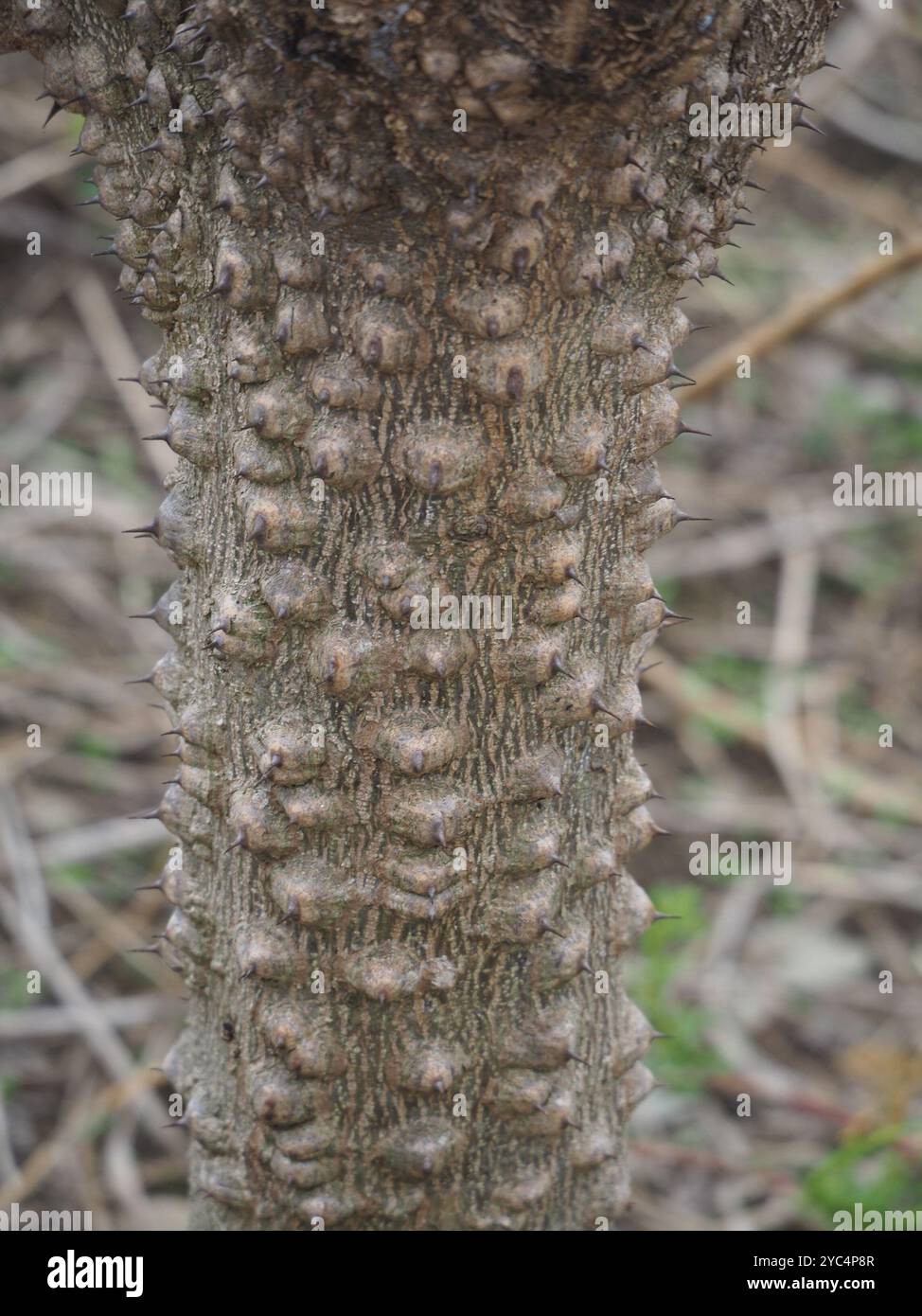 Japanese Prickly Ash (Zanthoxylum ailanthoides) Plantae Stock Photo - Alamy