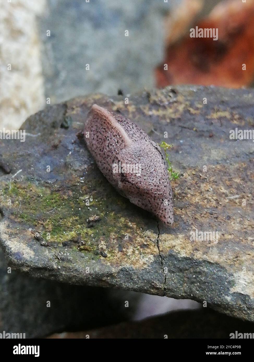 Spotted Keeled Slug (Tandonia rustica) Mollusca Stock Photo - Alamy