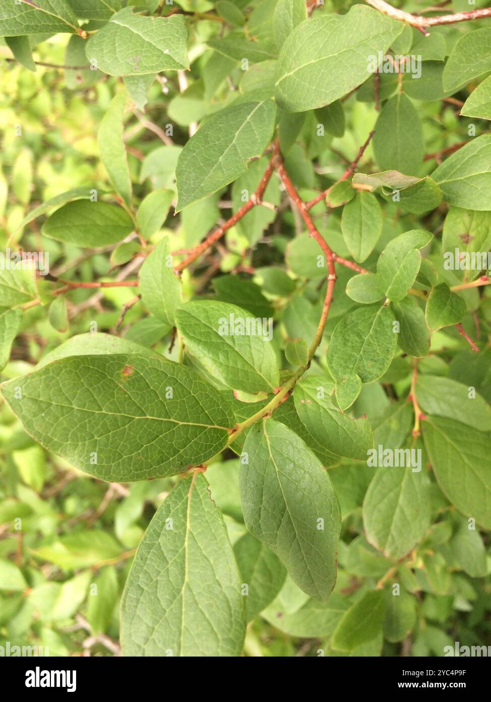 Northern highbush blueberry (Vaccinium corymbosum) Plantae Stock Photo ...