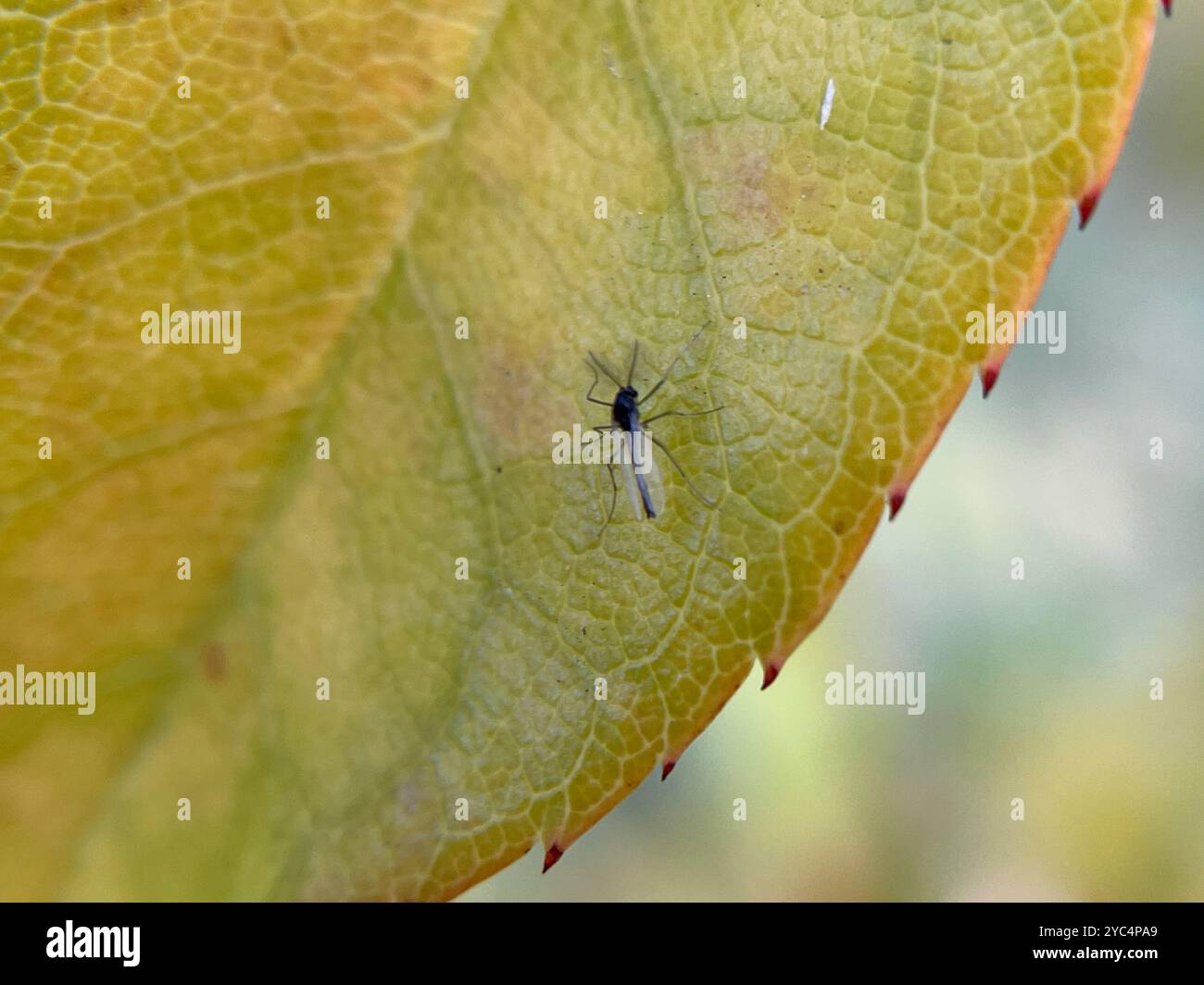 Non-biting Midges (Chironomidae) Insecta Stock Photo - Alamy