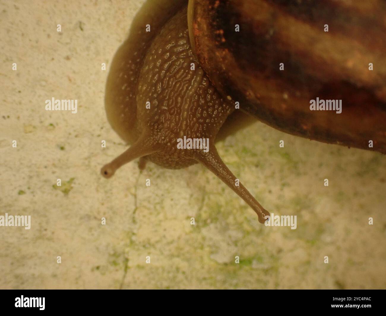 Garden Snail (Cornu aspersum) Mollusca Stock Photo - Alamy