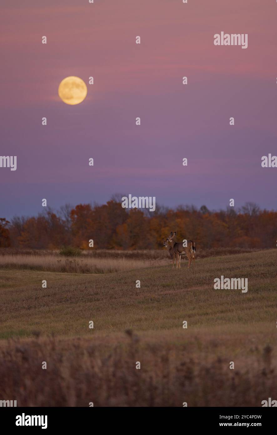 White-tailed doe and her fawn under a hunter's moon in northern ...