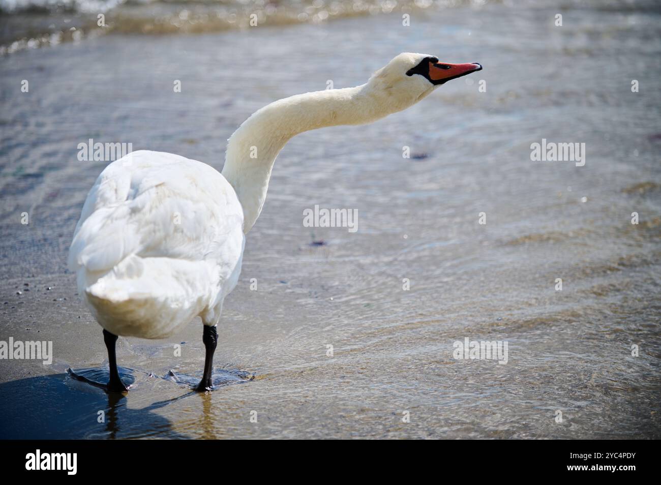 A swan stands gracefully at the water s edge, its neck extended towards ...