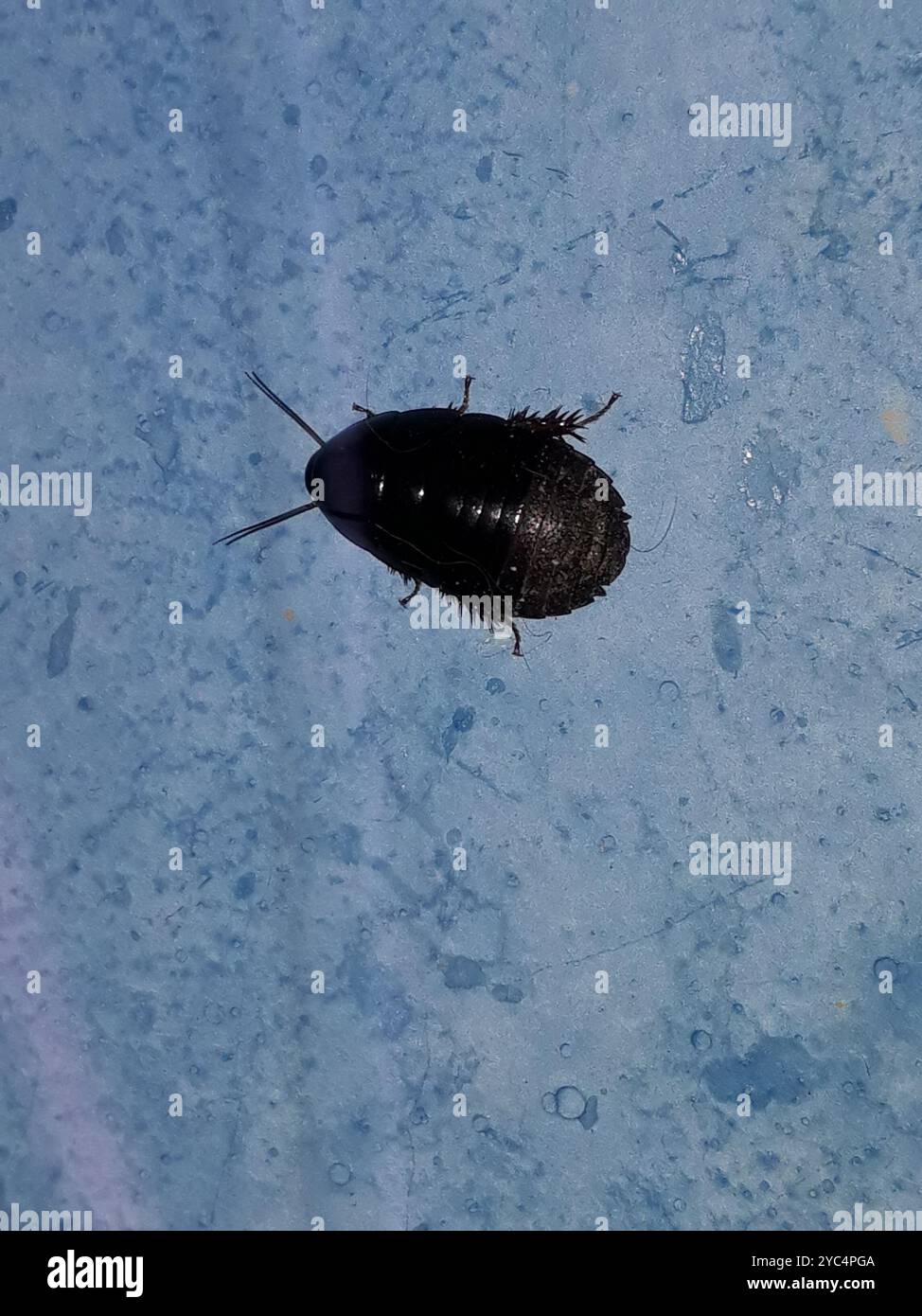 Giant Cockroaches (Blaberidae) Insecta Stock Photo - Alamy